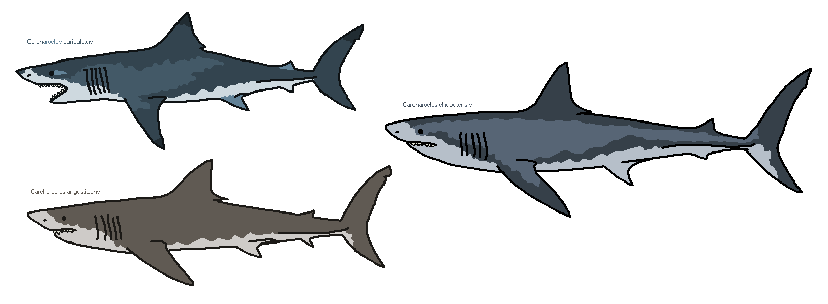 Evolution of Megalodon by SameerPrehistorica on DeviantArt