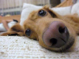 BB My Dog by starlightx7 on DeviantArt