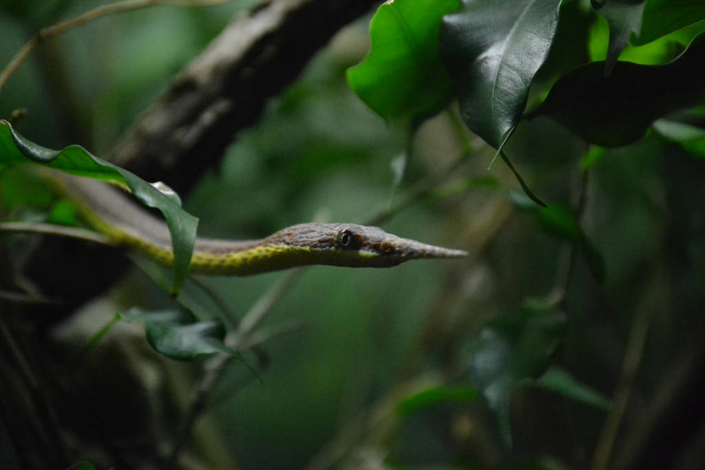 Leaf-nosed Snake by EtherLupus on DeviantArt