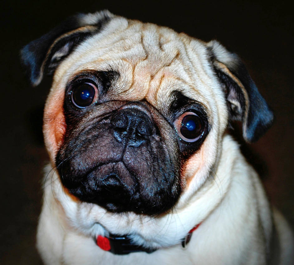 Sad Pug Face by Padraiginsart on DeviantArt