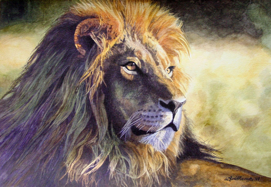 Lion Portrait by WillemSvdMerwe on DeviantArt