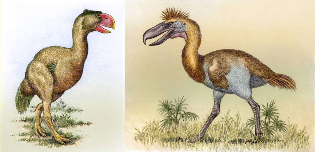 Diatryma and Kelenken by WillemSvdMerwe on DeviantArt