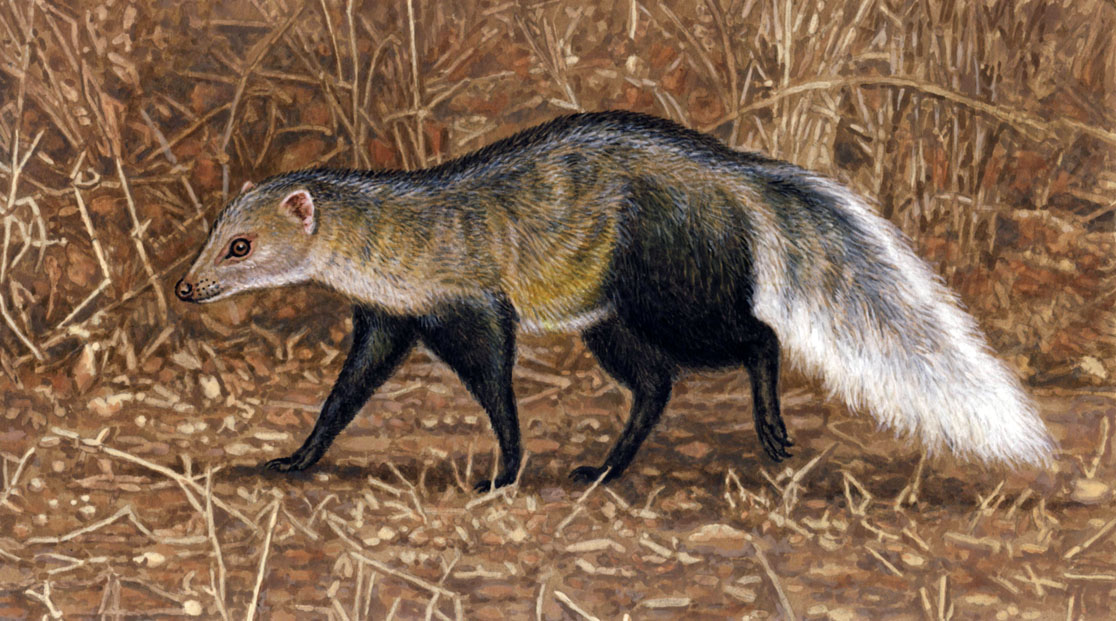 White-tailed Mongoose by WillemSvdMerwe on DeviantArt