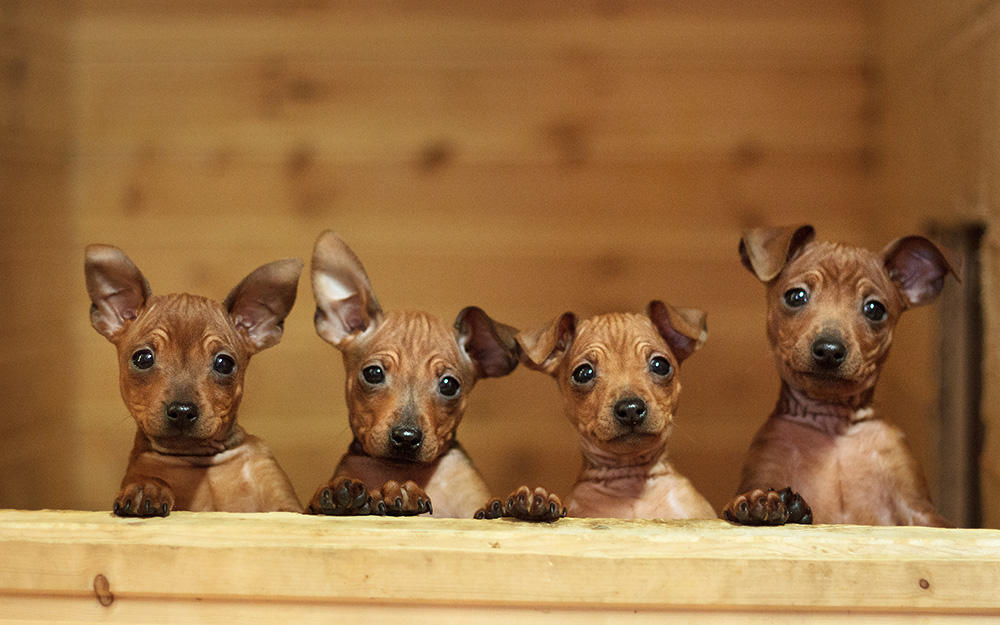 Pinschers by Wordup on DeviantArt