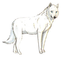 Wolf drawing tutorial by B-theawsomegeek on DeviantArt