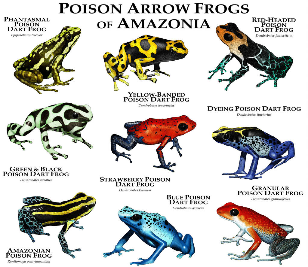 Poison Dart Frogs of Amazonia by rogerdhall on DeviantArt