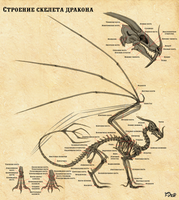 Eastern dragon skeletal anatomy by firael666 on DeviantArt