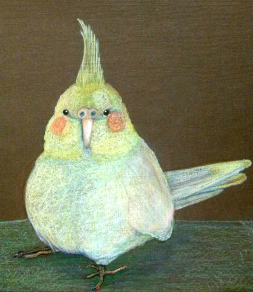 Cockatiel Or Fat Chocobo? Chocotiel? Cockabo? O.o by NickiDoodles on ...