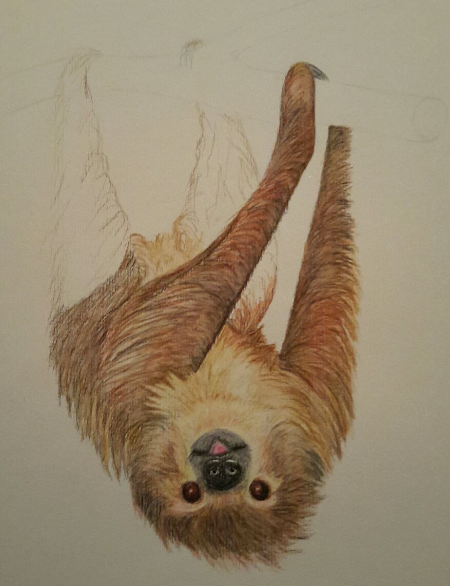 Sloth by Supach on DeviantArt