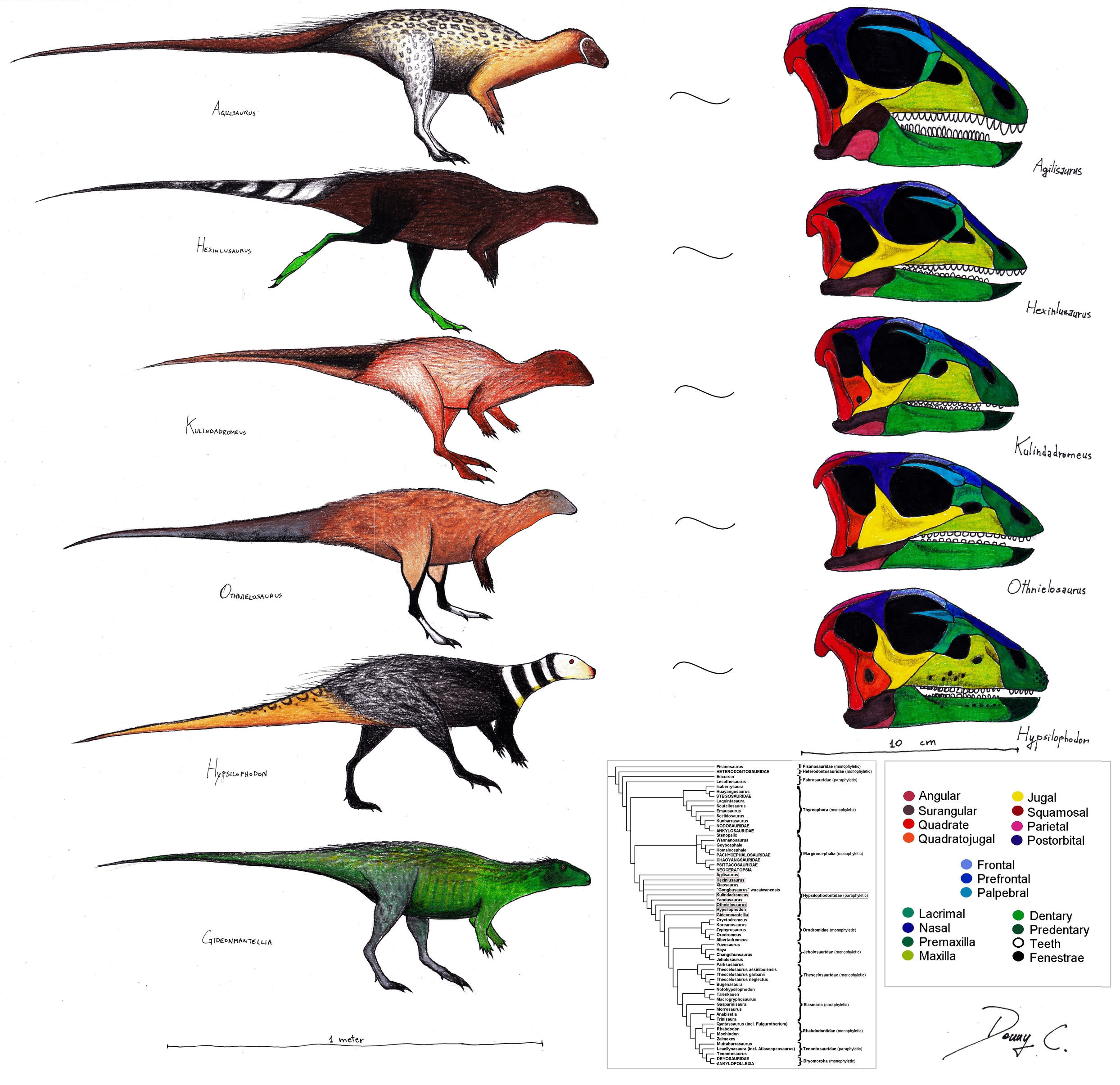 Hypsilophodontidae Evolution / Skull Comparison by Dennonyx on DeviantArt
