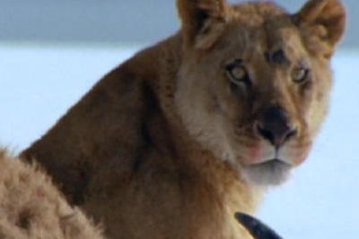 American Lion (Panthera leo atrox) by alliassalmon on DeviantArt