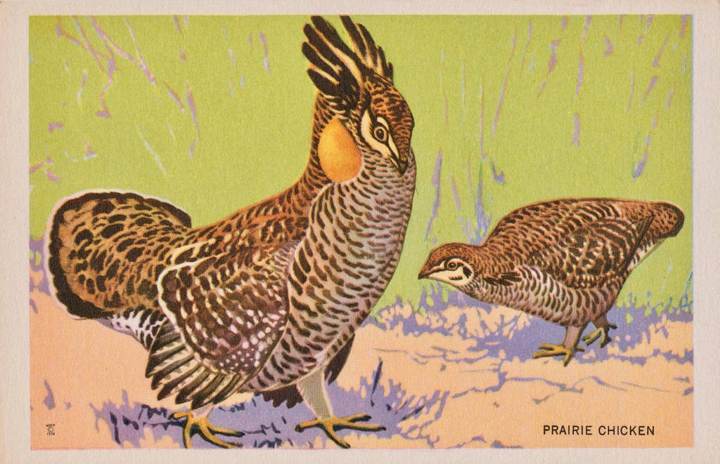 Vintage Minnesota - Big Prairie Chicken, Rothsay by Yesterdays-Paper on ...