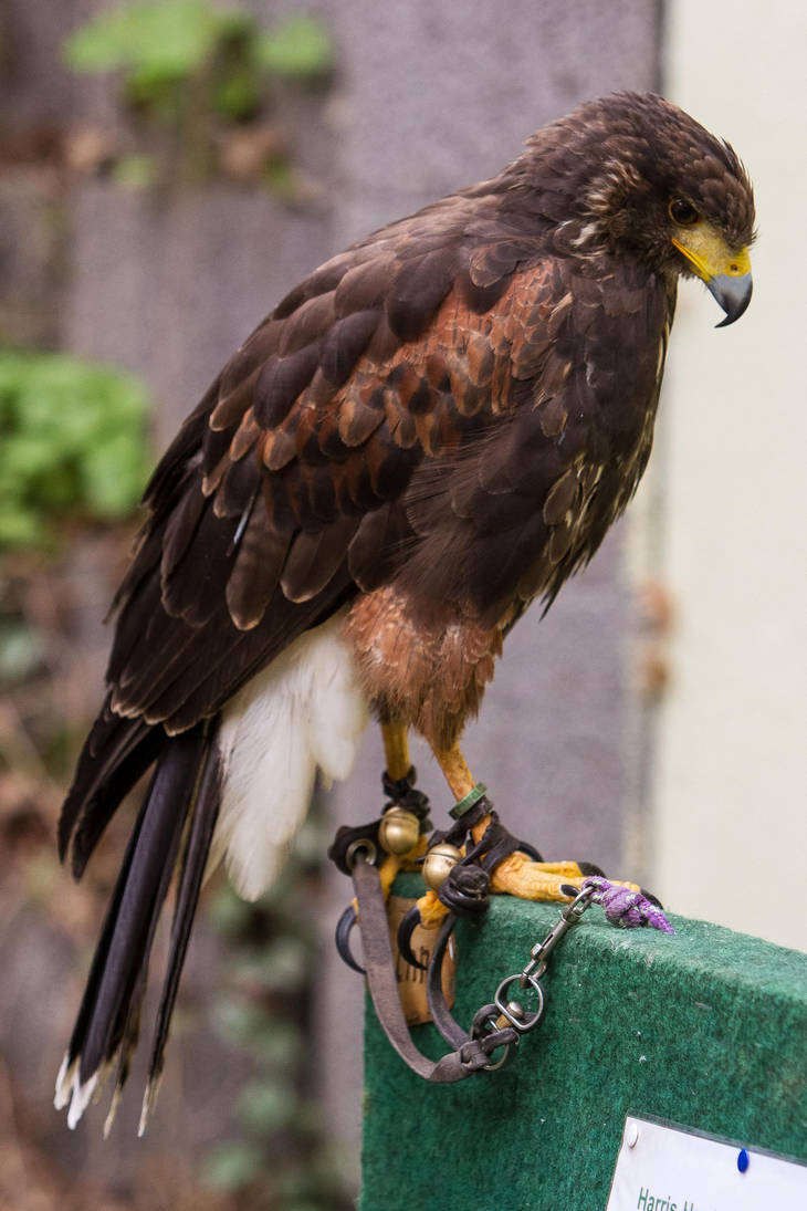 Harris Hawk Full Body Stock by LuDa-Stock on DeviantArt