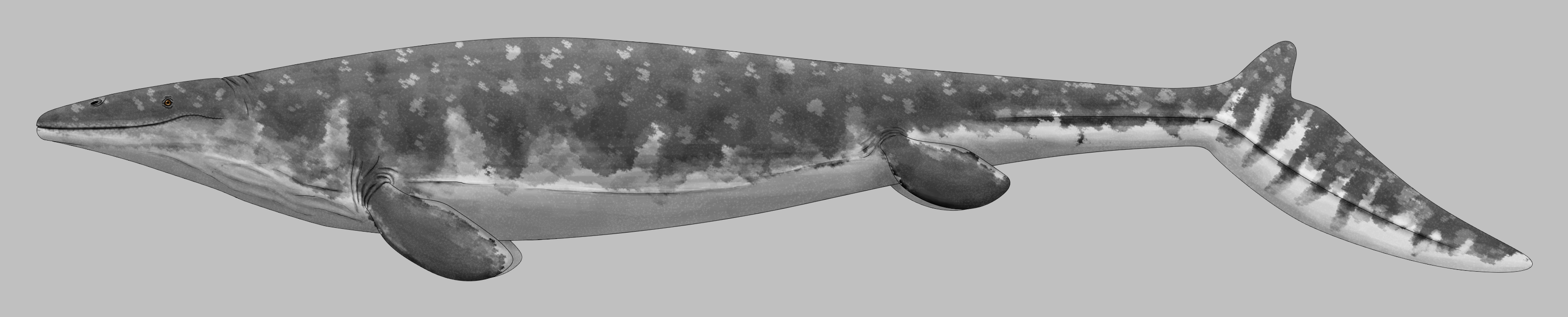 Mosasaurus hoffmanni by SpinoInWonderland on DeviantArt