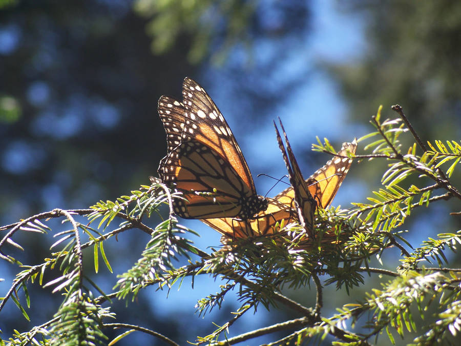 mariposas by iyunge on DeviantArt