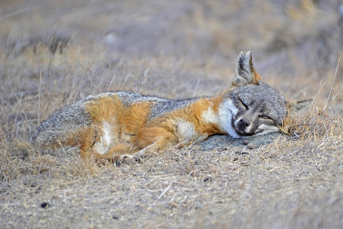 Catalina Island Fox (Urocyon littoralis catalinae) by Kiloueka on ...
