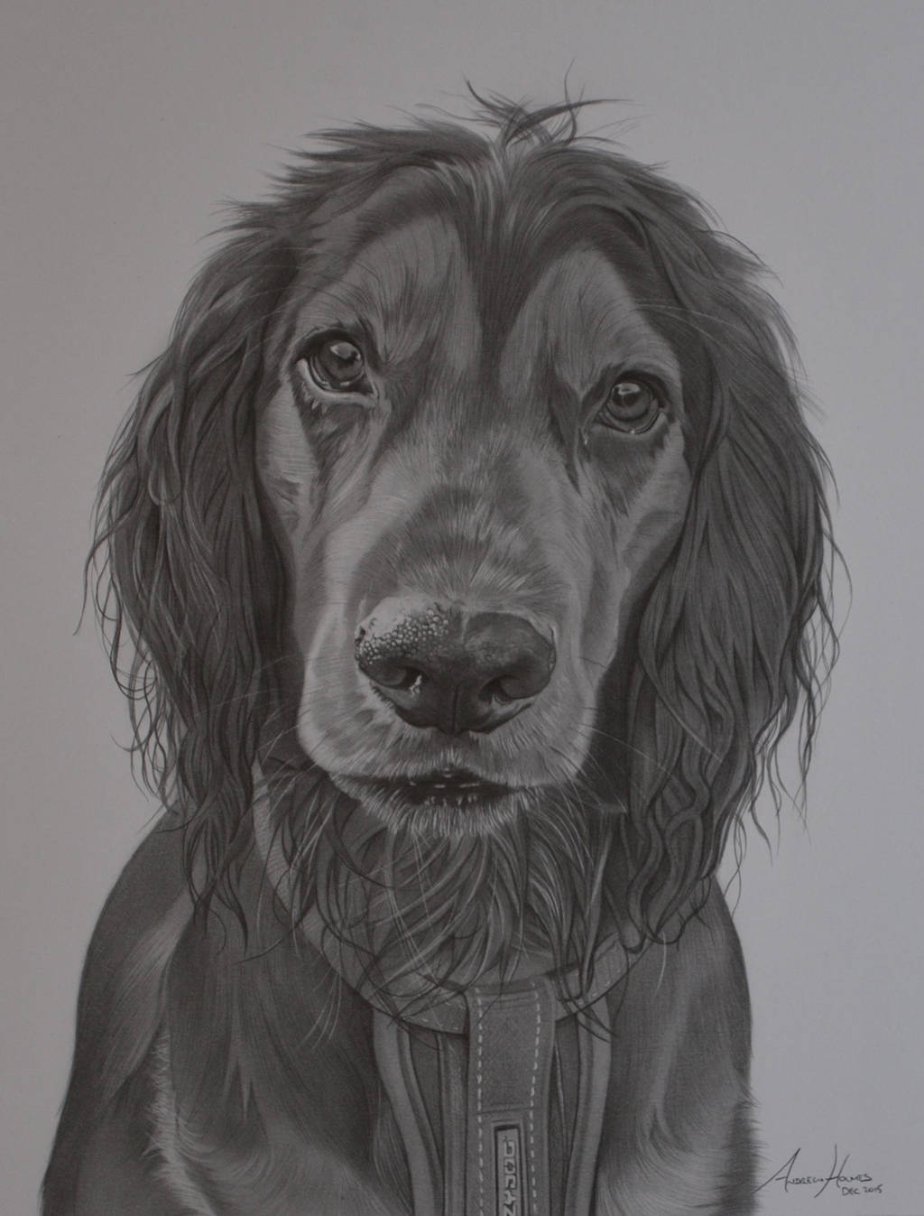 Commission - Cocker Spaniel 'Charlie' by Captured-In-Pencil on DeviantArt