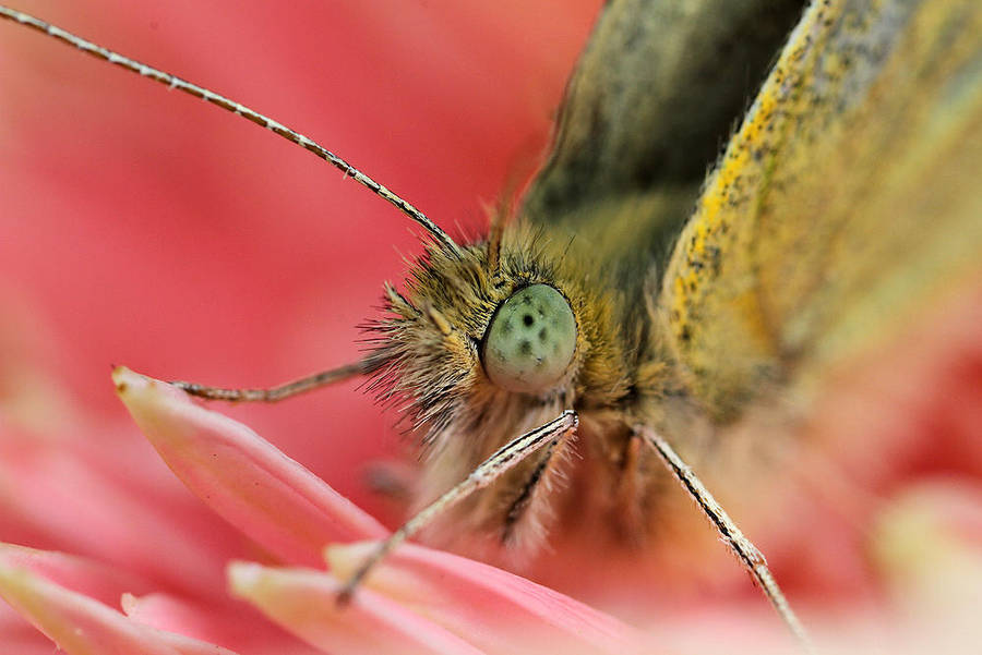 Pieris brassicae 2 by RichardConstantinoff on DeviantArt