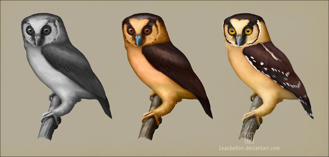 Buff-fronted Owl by Leaubellon on DeviantArt