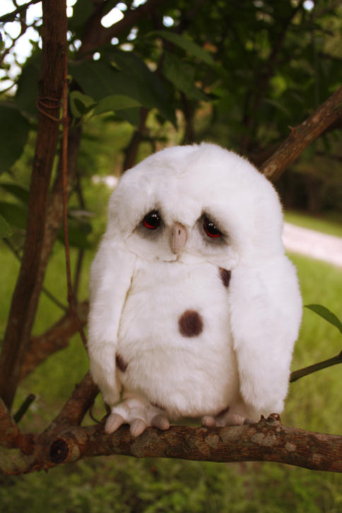 Sad Owl 2 By Distasty On Deviantart