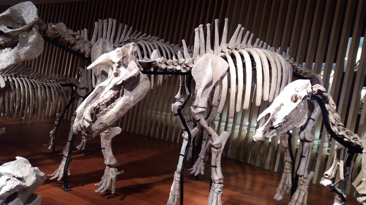 Kubanochoerus.sp by cfikeraining on DeviantArt