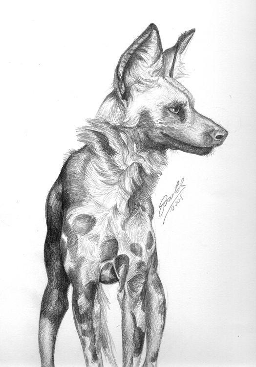 Lycaon pictus portre by KekPafrany on DeviantArt