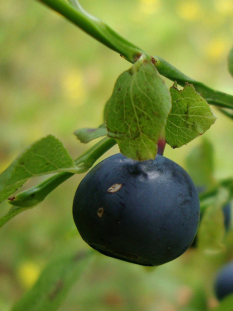 Bilberry by NorroenDyrd on DeviantArt