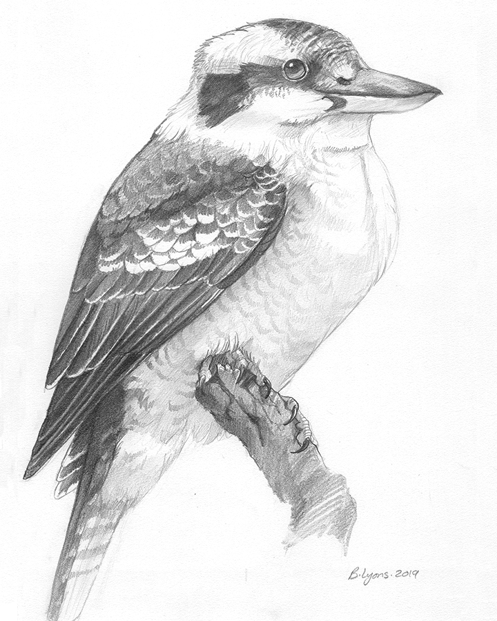 Kookaburra Sketch by windfalcon on DeviantArt