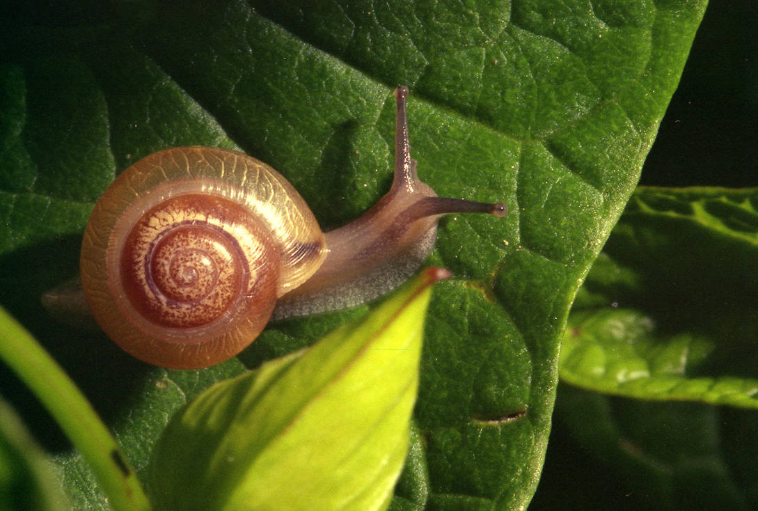 Snail On The Move by DG-Photo on DeviantArt