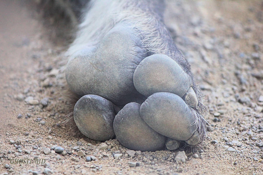 Spotted Hyena Paw by Ghost1701d on DeviantArt