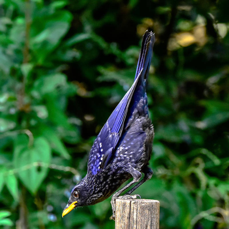 Blue-whistling thrush by DebasishPhotos on DeviantArt