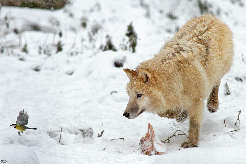 Wolf culling in British Columbia and Alberta by Khalliysgraphy on ...