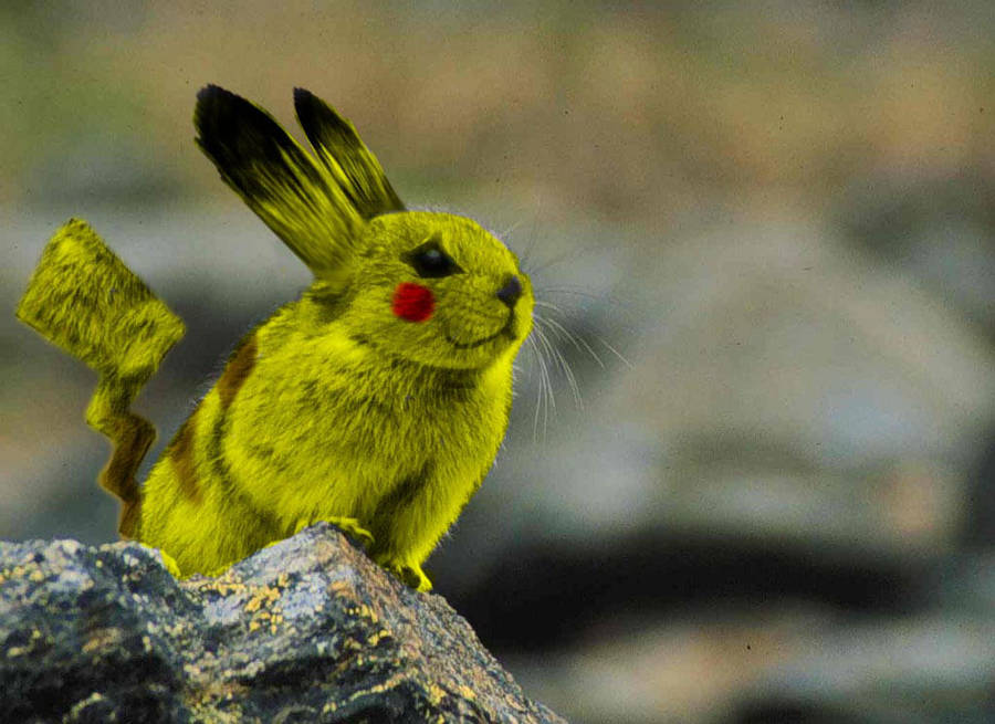 Real-life Pokemon: Pikachu by rsapitula on DeviantArt