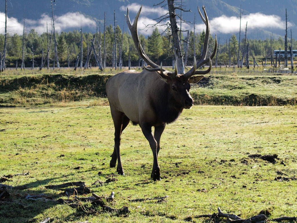 Elk 07 by Eltear-Stock on DeviantArt