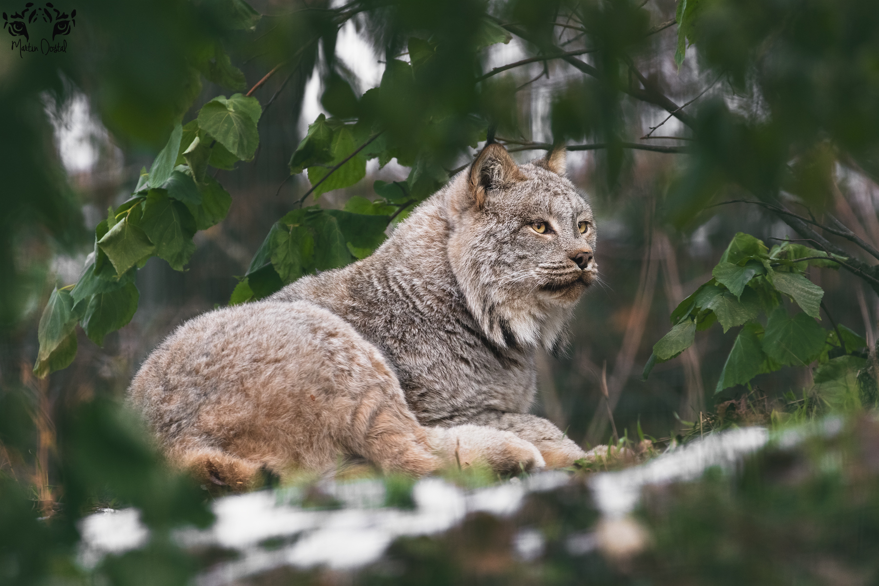 Canada lynx / Lynx canadensis by HunkUmbrella2 on DeviantArt
