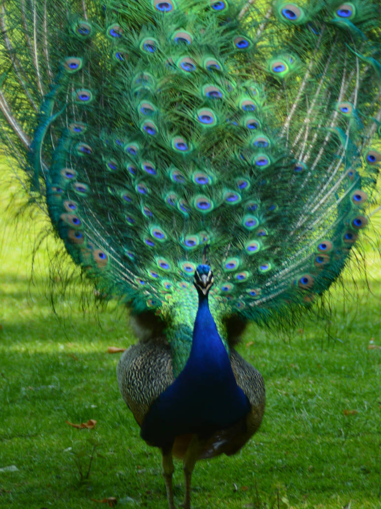 Almost Prancing Peacock By Tamchen On Deviantart