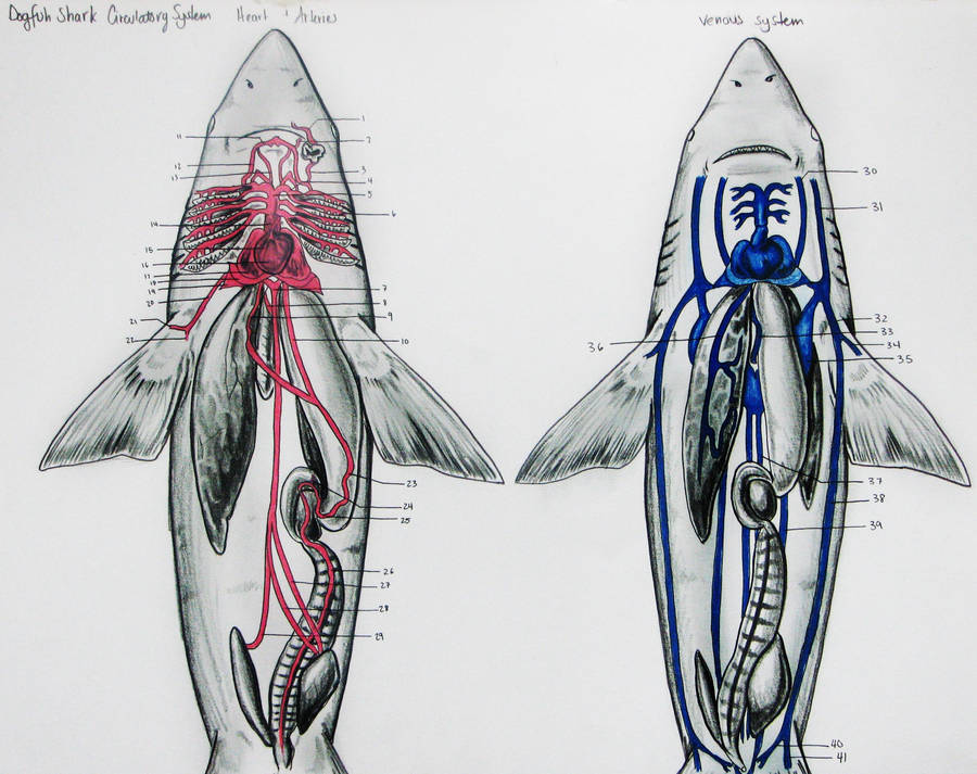 Dogfish Shark Circulatory by JacquelineRae on DeviantArt