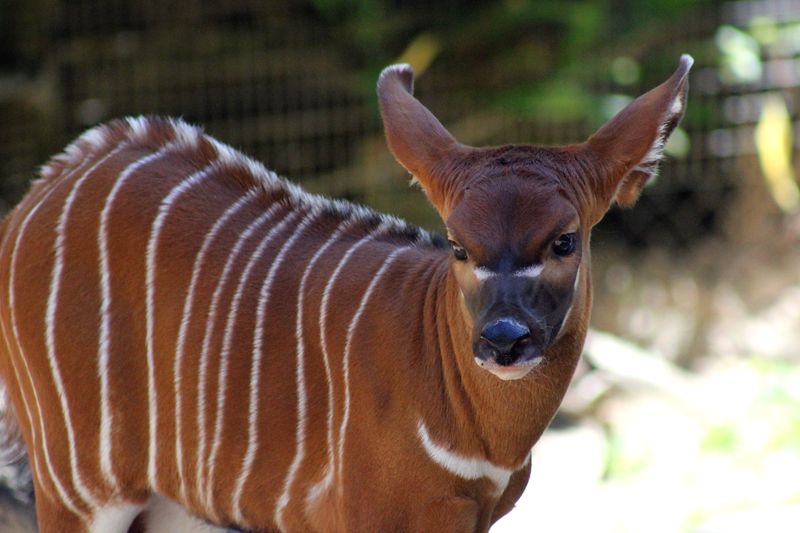 Baby Royal Antelope