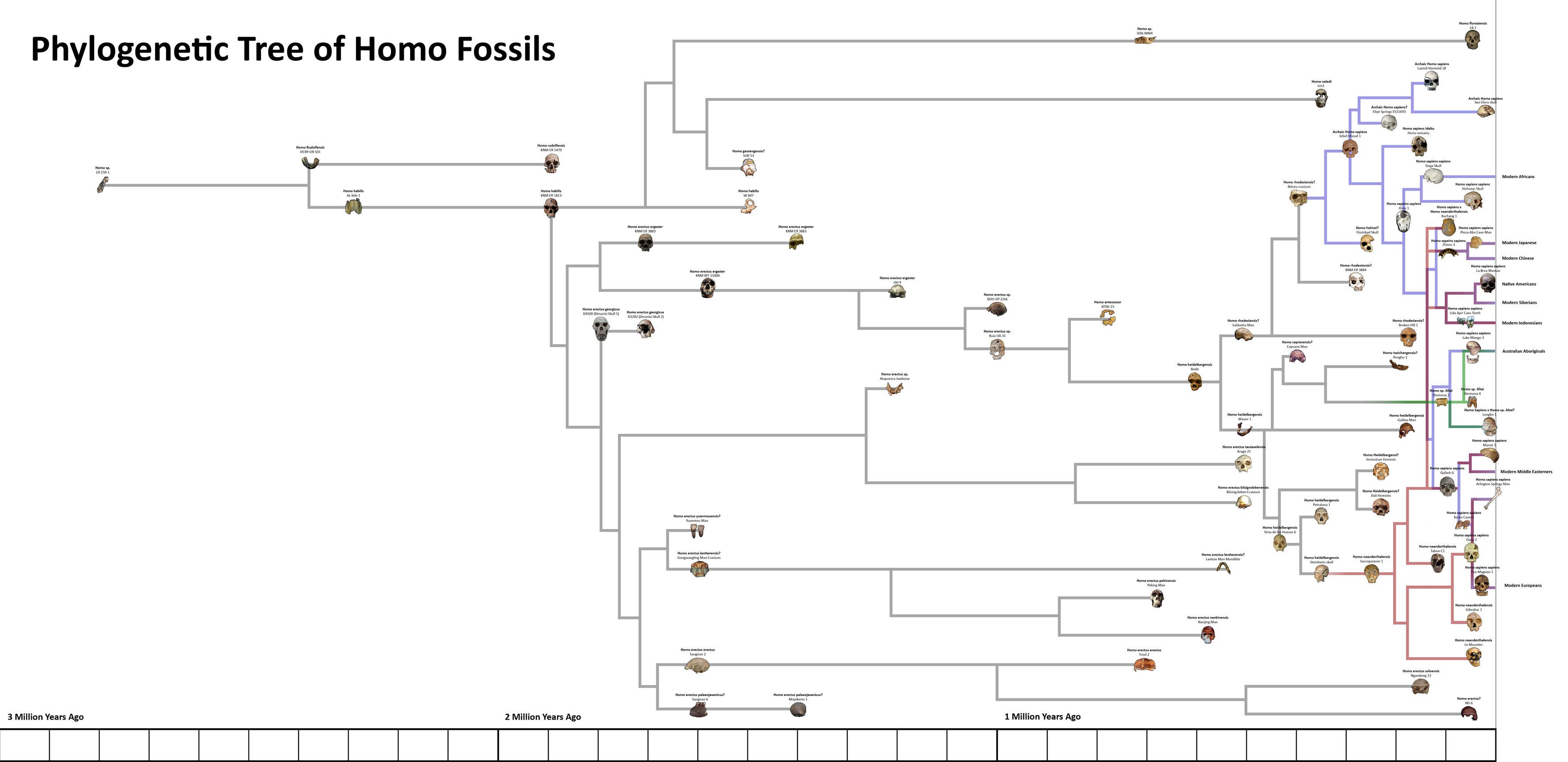 Phylogenetic Tree of Homo fossils by RhysDylan01 on DeviantArt
